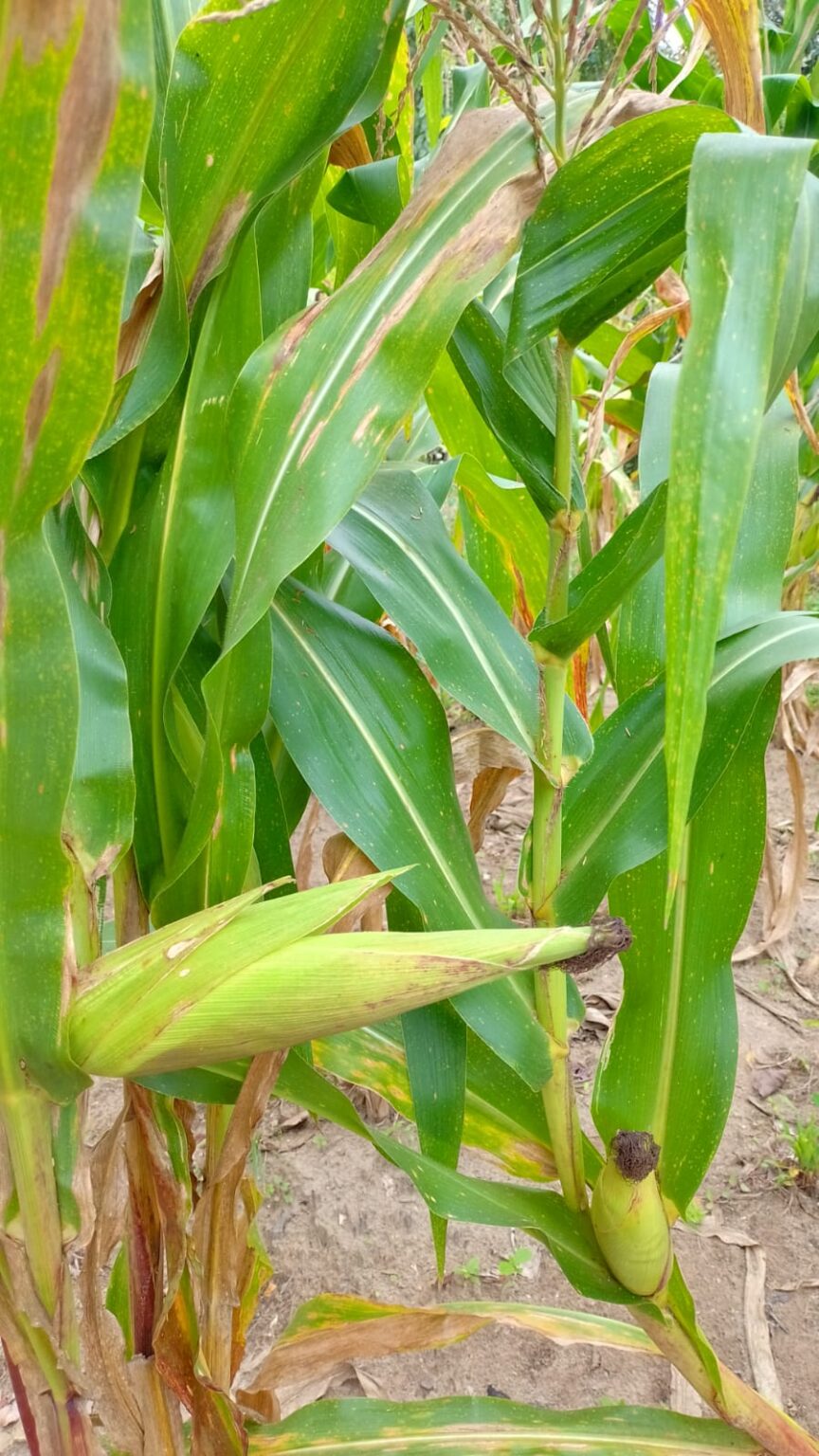 milho_pe – Monolito Nimbus